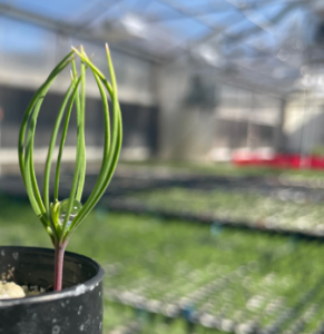 Reforestation - Forestry