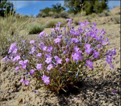 Endangered Plants - Reports - Forestry