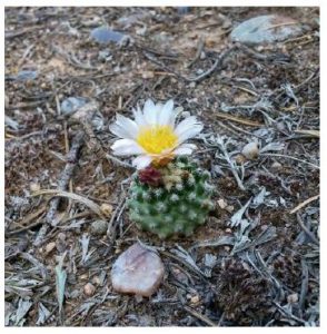 Endangered Plants - Reports - Forestry