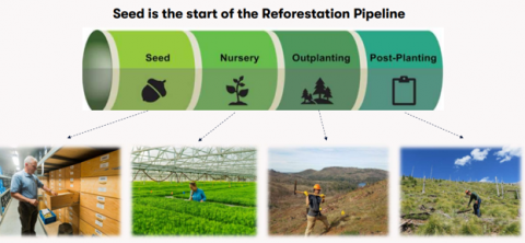 Reforestation - Forestry