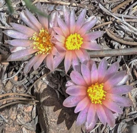 Endangered Plants - Reports - Forestry