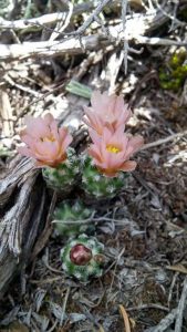 Endangered Plants - Reports - Forestry