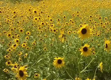 Rare and Endangered Plants - Forestry