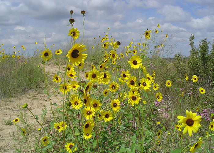 Oasis State Park - State Parks